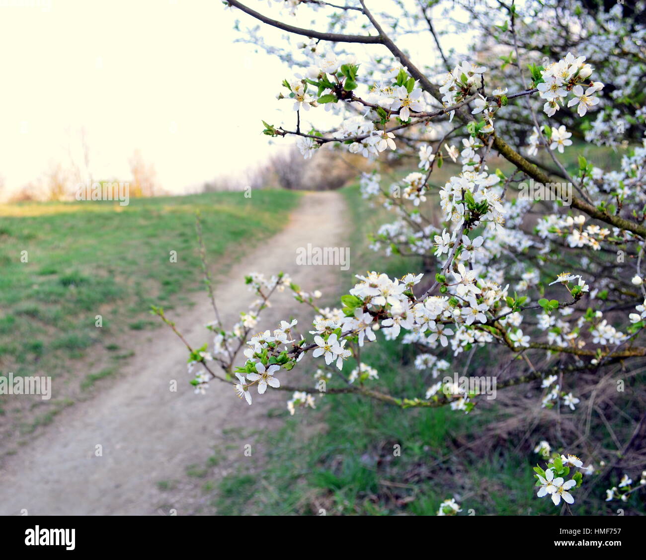 Spring pathway hi-res stock photography and images - Alamy
