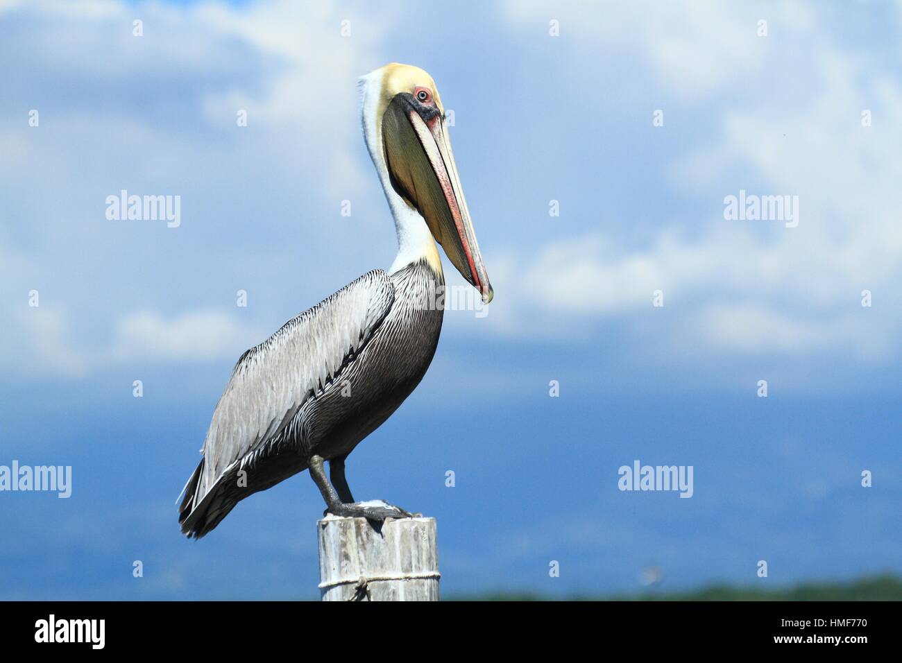 Río pelícano hi-res stock photography and images - Alamy