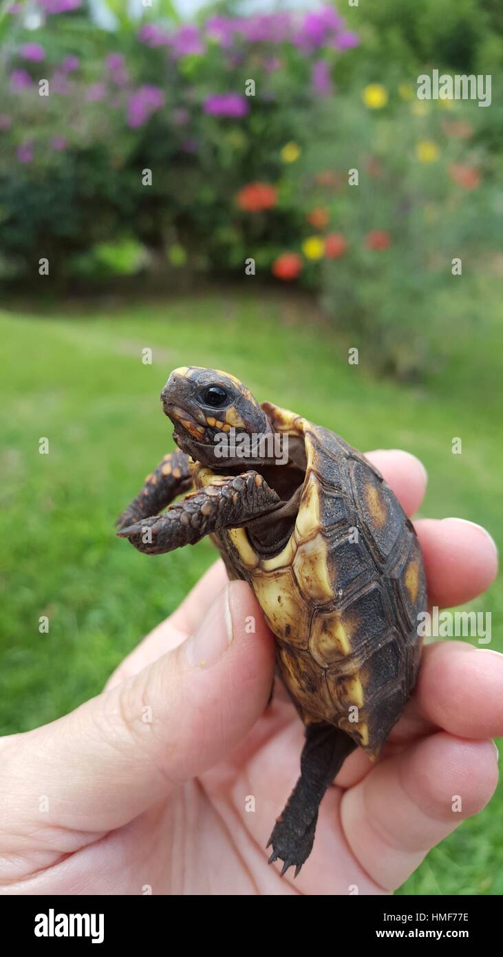 Turtle side view photo hi-res stock photography and images - Alamy