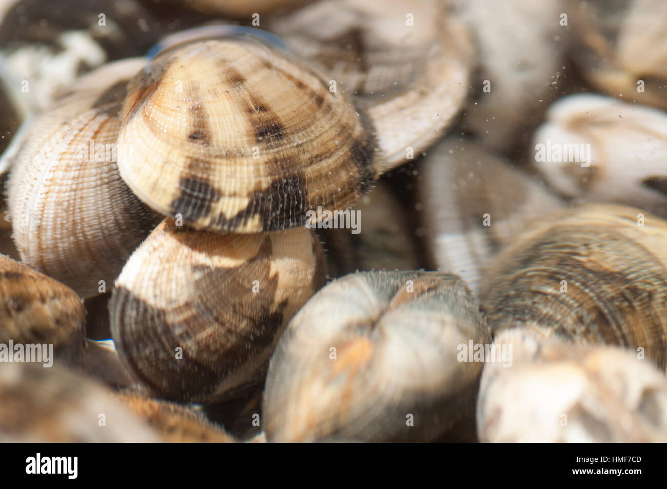Cleaning clams hi-res stock photography and images - Alamy