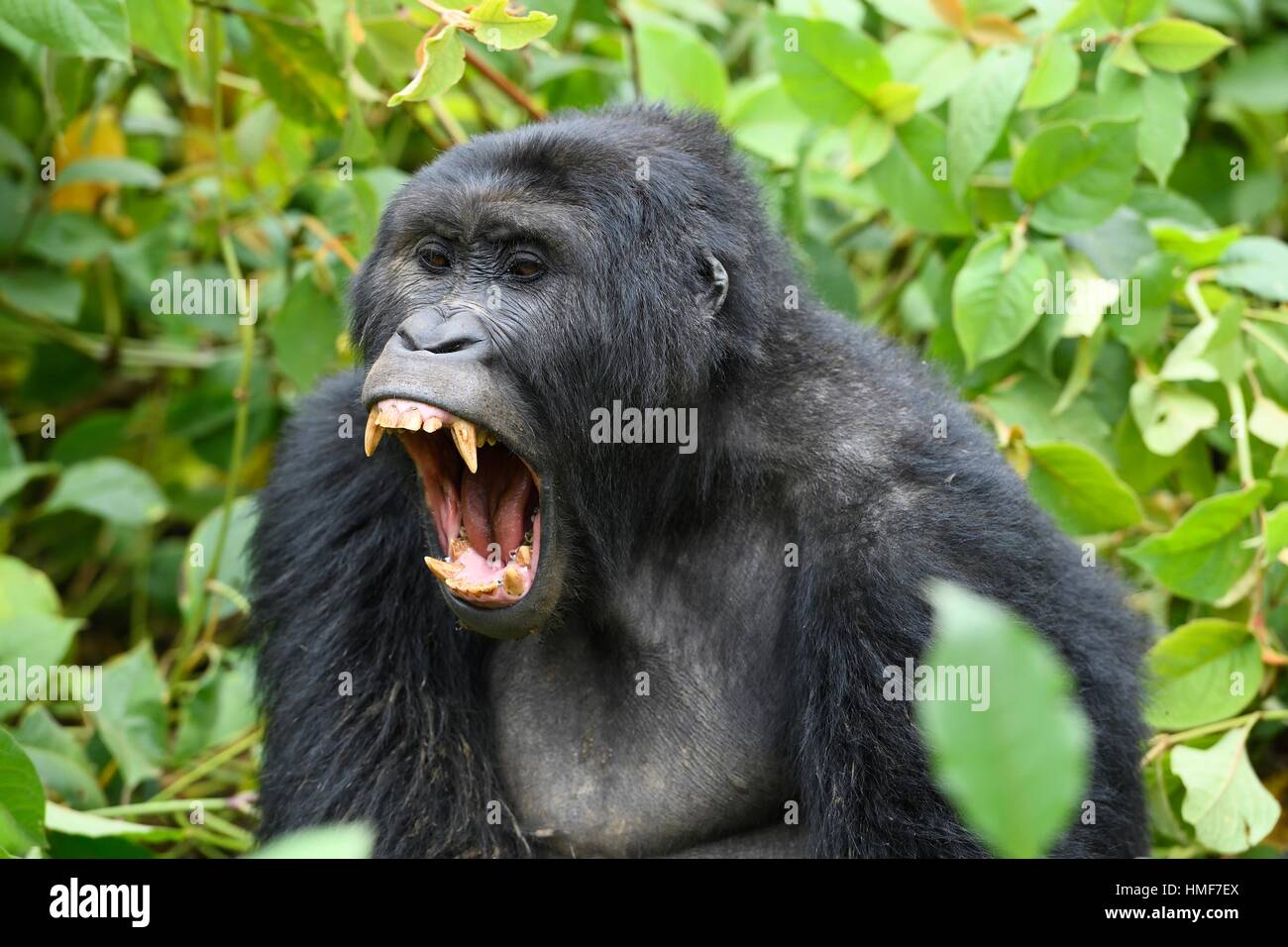 Black Back Gorilla High Resolution Stock Photography and Images - Alamy