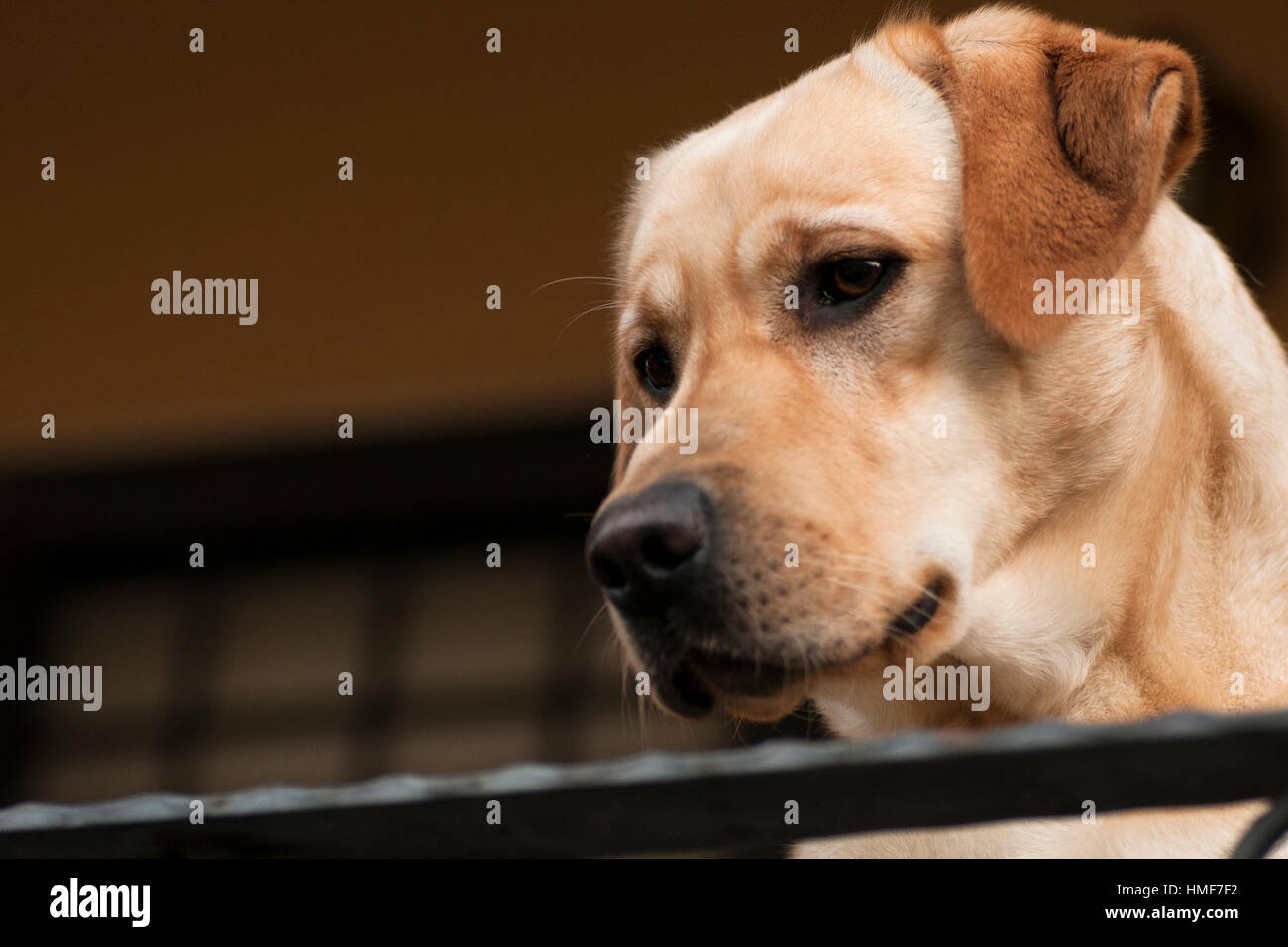 lovely portrait of a happy and friendly Labrador Retriever Stock Photo ...