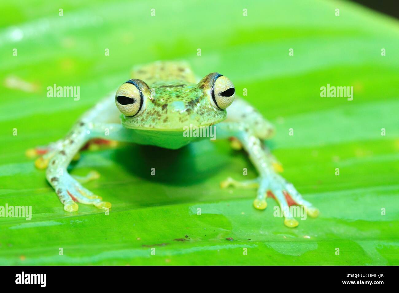 Powdered glass frog hi-res stock photography and images - Alamy