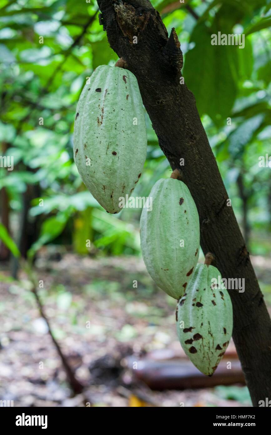 Cacao field hi-res stock photography and images - Alamy