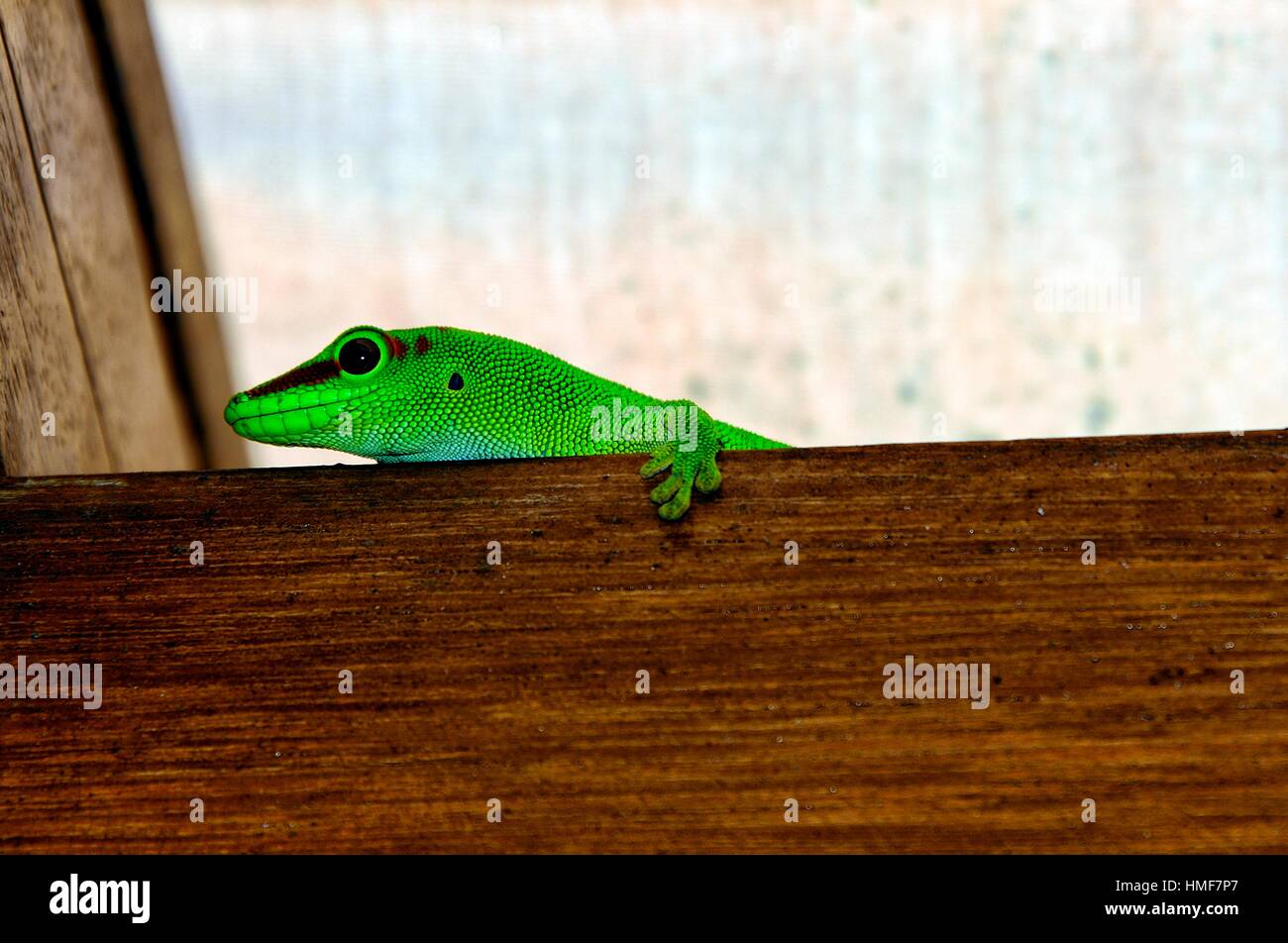 Mauritius geckos hi-res stock photography and images - Alamy