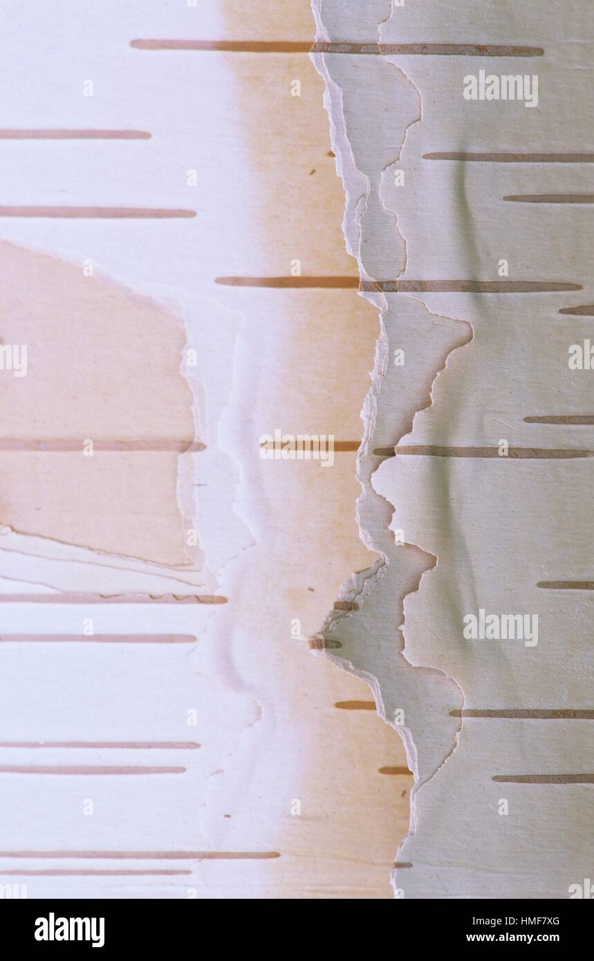 Betula papyrifera paper birch hi-res stock photography and images - Alamy