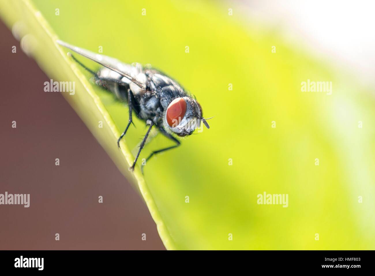 Spanish Fly Insect Stock Photos & Spanish Fly Insect Stock Images - Alamy