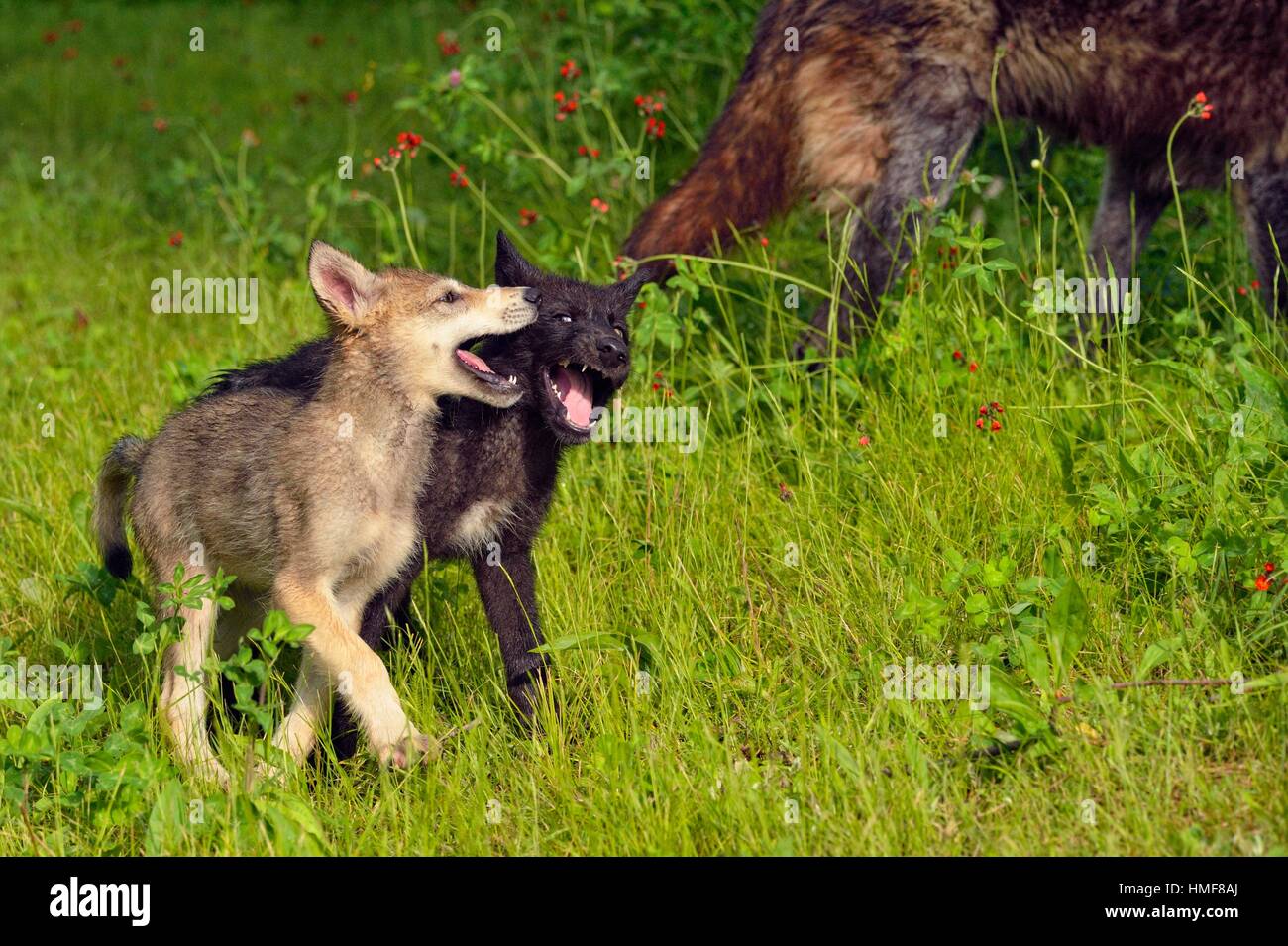 Black wolf melanistic hi-res stock photography and images - Alamy