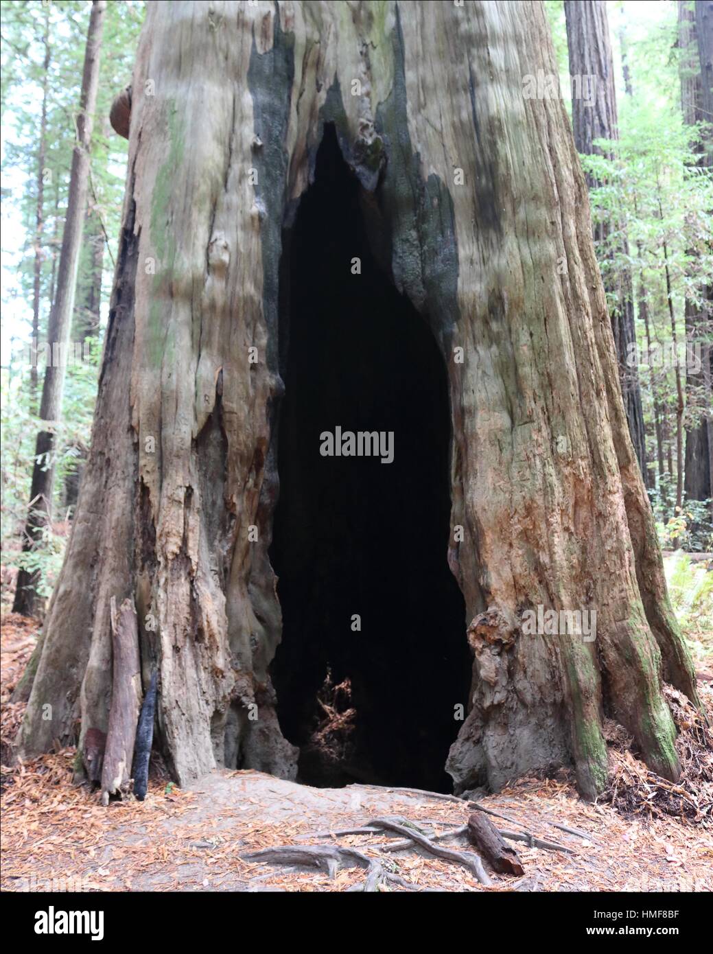Bearing Fire High Resolution Stock Photography and Images - Alamy