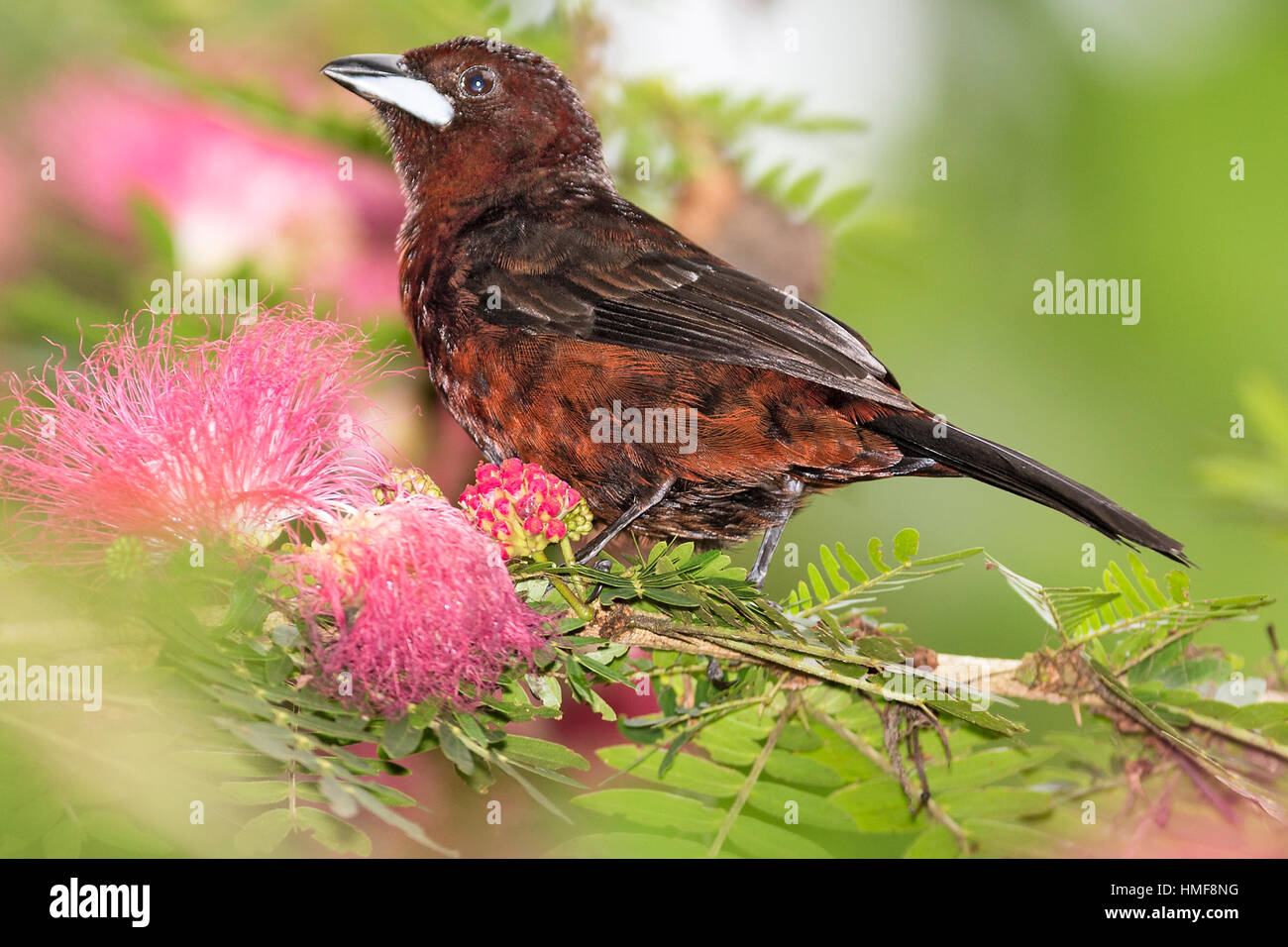 Silver-beaked tanager (Ramphocelus carbo) Asa Wright Nature Reserve ...