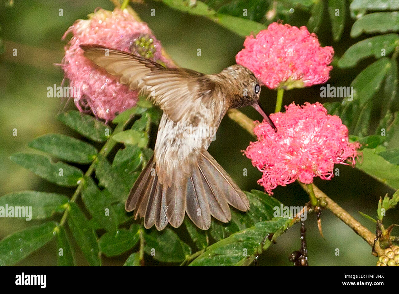 Leucistic Copper-rumped hummingbird Amazilia tobaci & powder puff plant ...