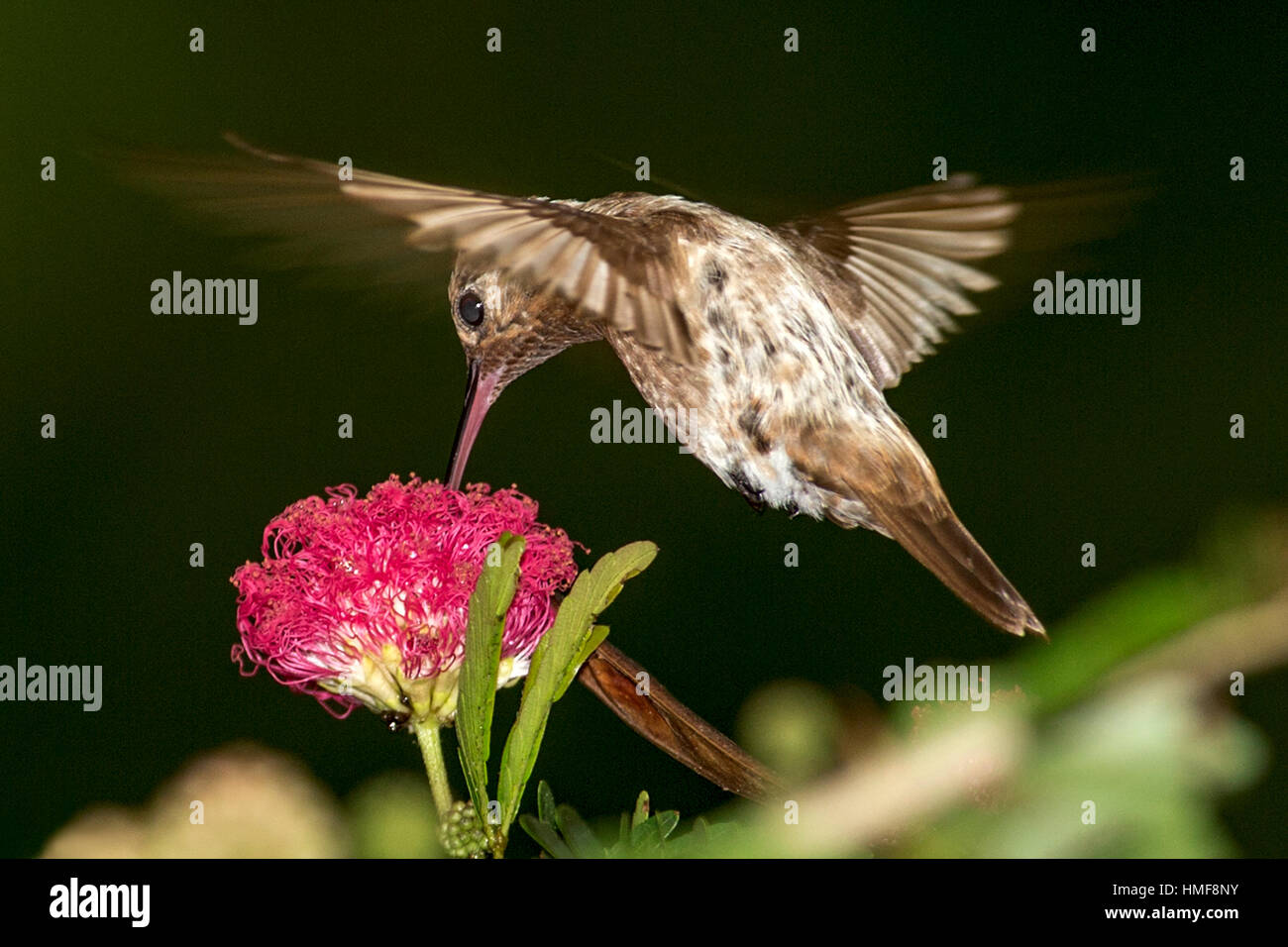Leucistic Copper-rumped hummingbird (Amazilia tobaci) & powder puff ...
