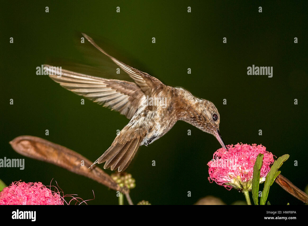 Leucistic Copper-rumped hummingbird (Amazilia tobaci) & powder puff ...