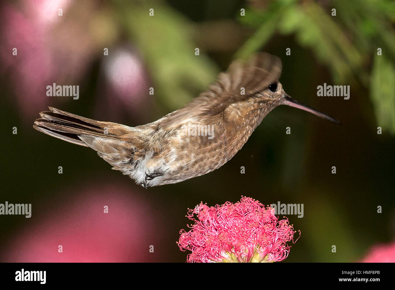 Leucistic Copper-rumped hummingbird Amazilia tobaci & powder puff ...