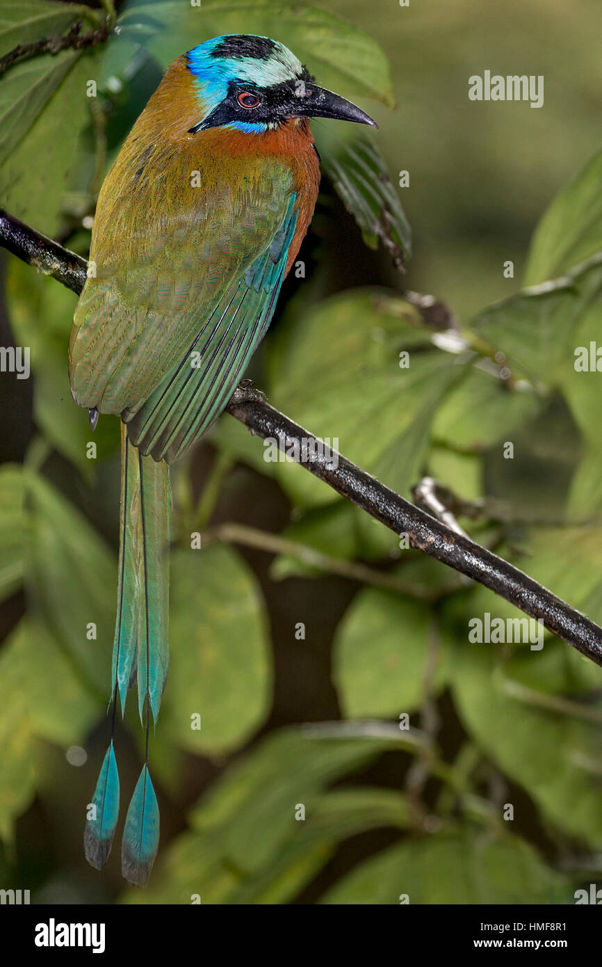 Trinidad motmot (Momotus bahamensis) Tobago Stock Photo - Alamy