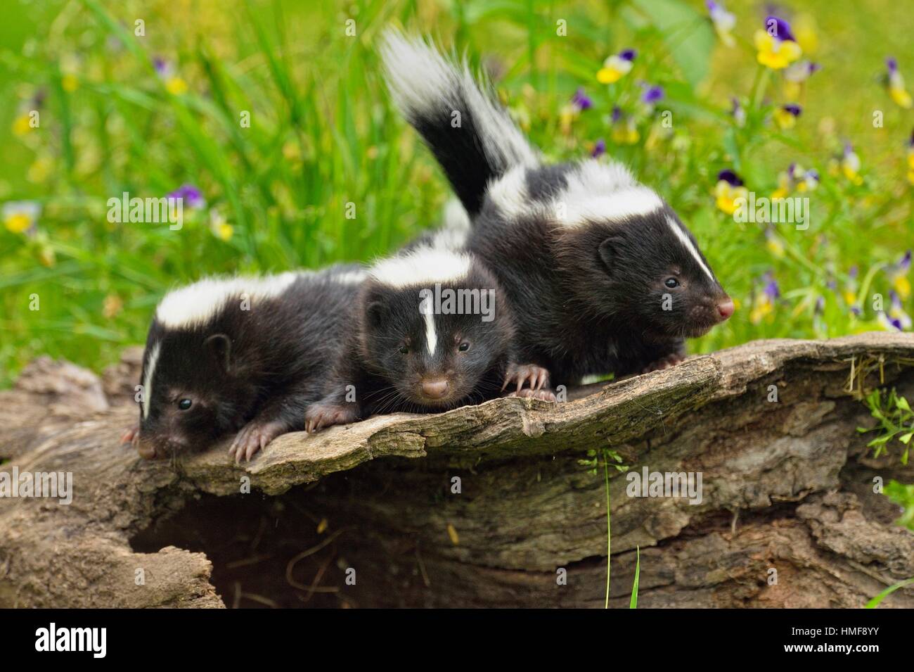Skunk mother and baby hi-res stock photography and images - Alamy