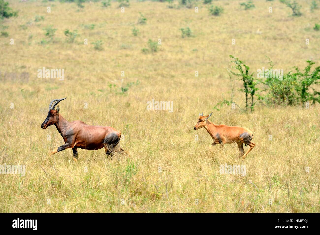 Topi antelope female hi-res stock photography and images - Alamy