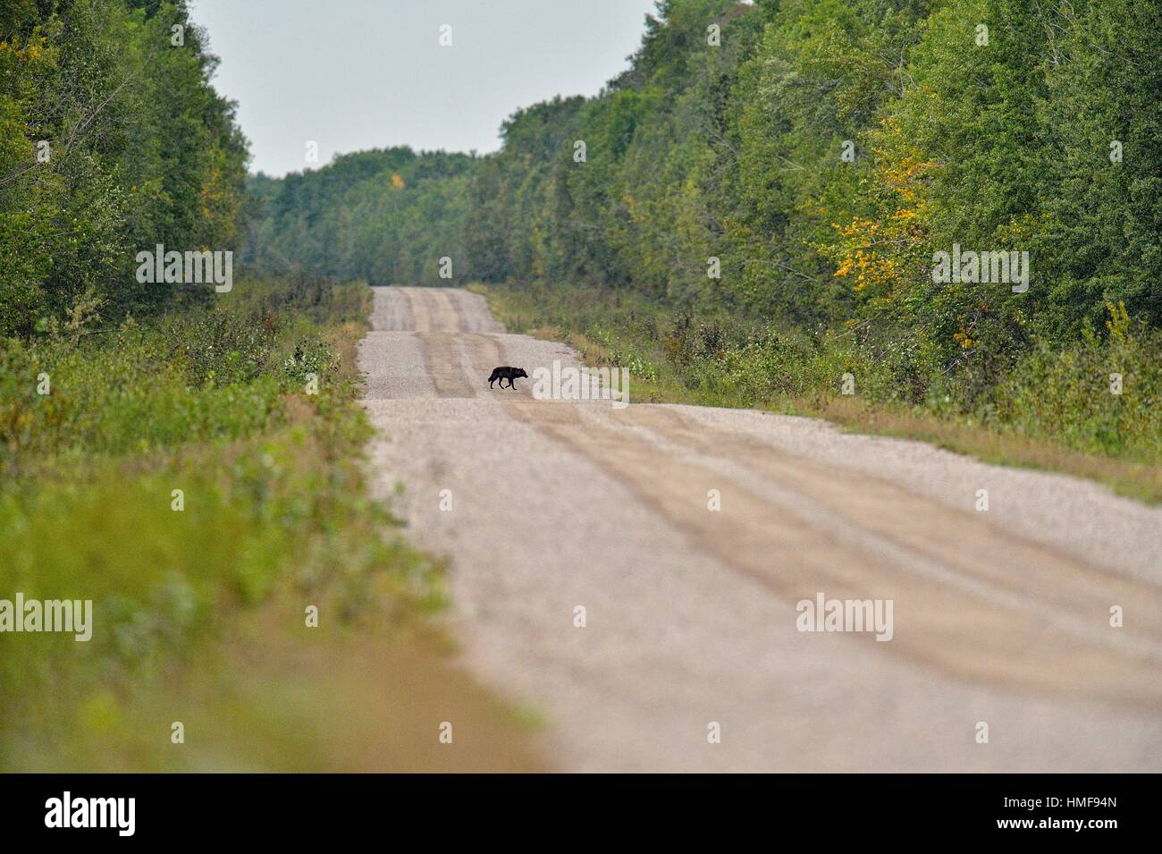 Black phase gray wolf hi-res stock photography and images - Alamy