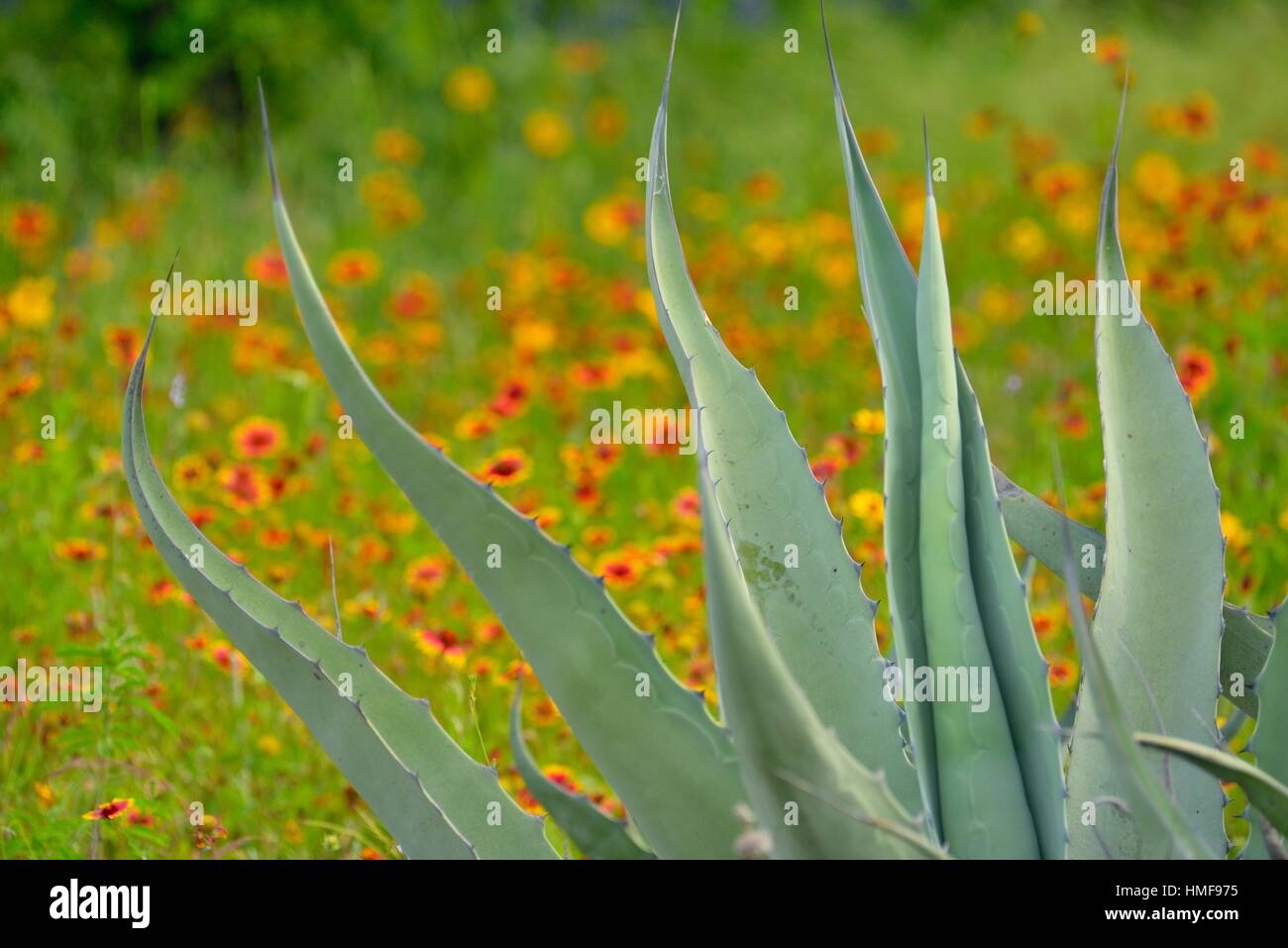 Agave bloom texas hi-res stock photography and images - Alamy