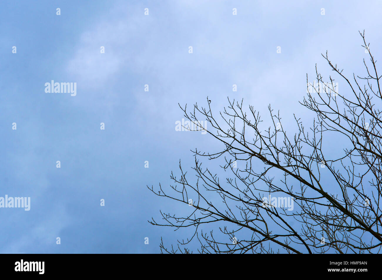 Branches without leaves against background hi-res stock photography and ...