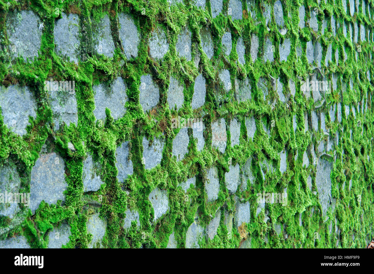 green moss covered the old stone wall Stock Photo - Alamy