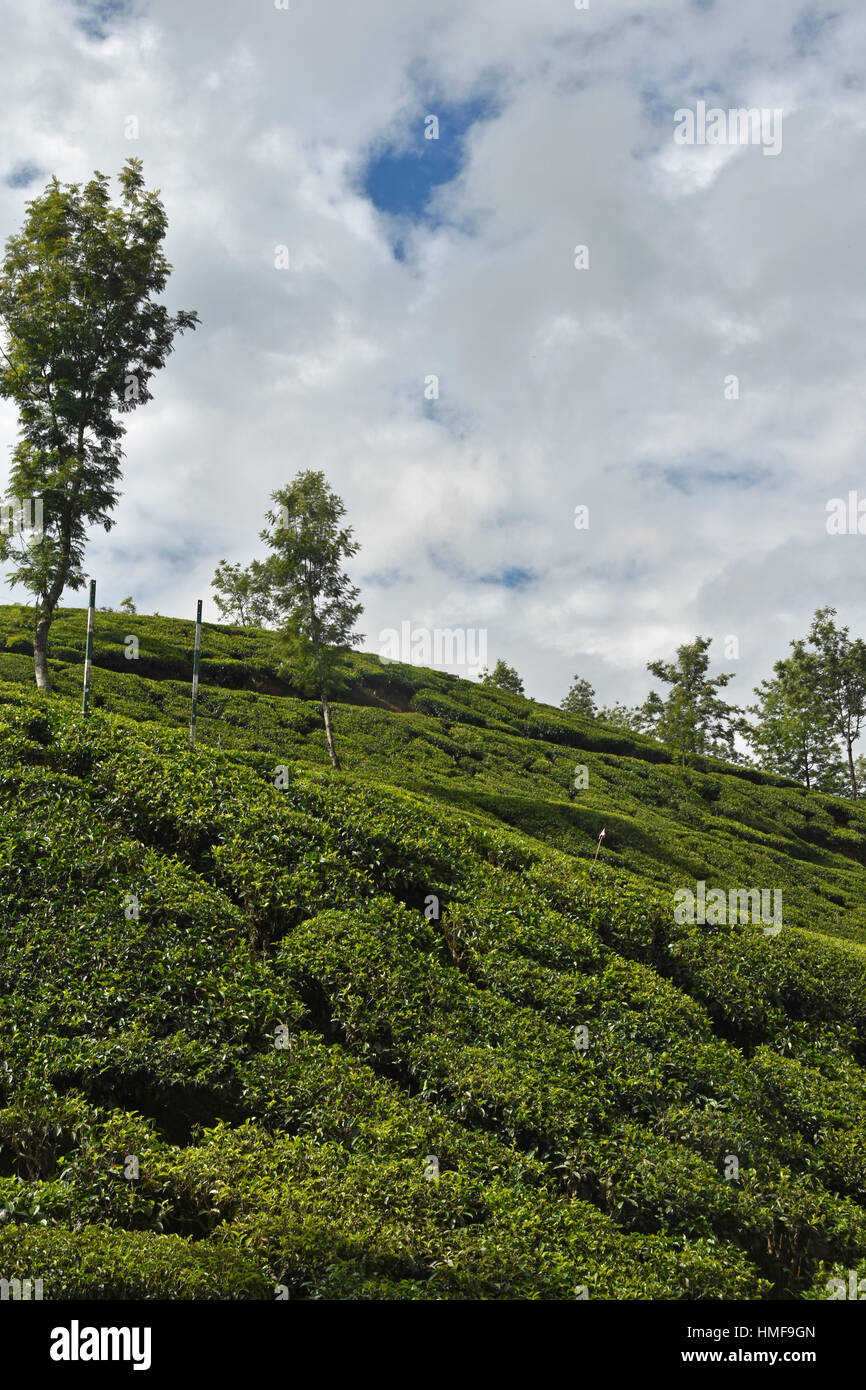 Indian Tea Gardens Stock Photo - Alamy