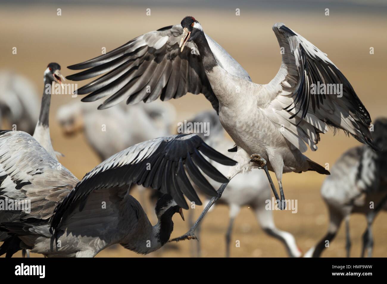 Fighting cranes hi-res stock photography and images - Alamy