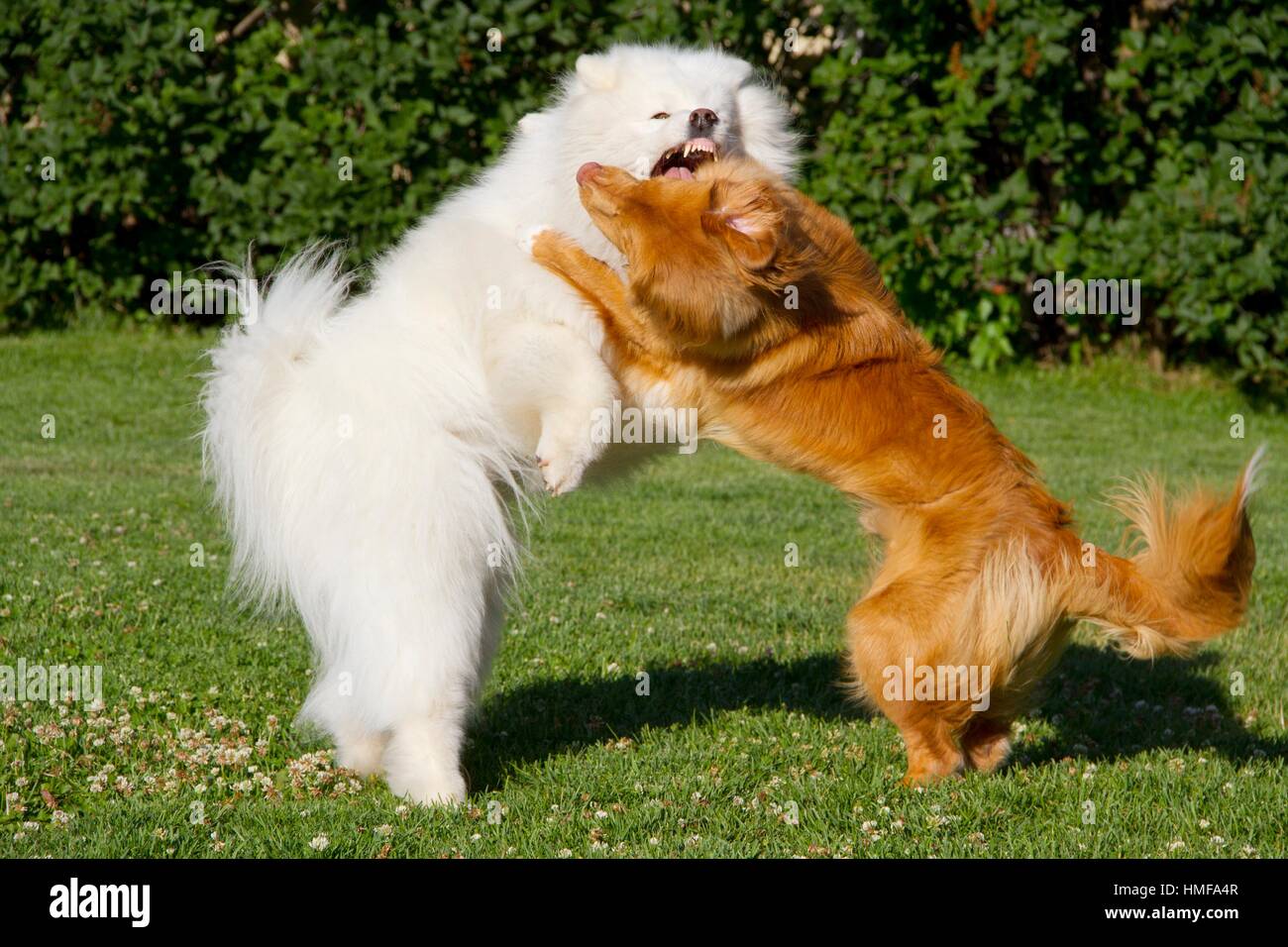 Samoyed Golden Retriever Mix