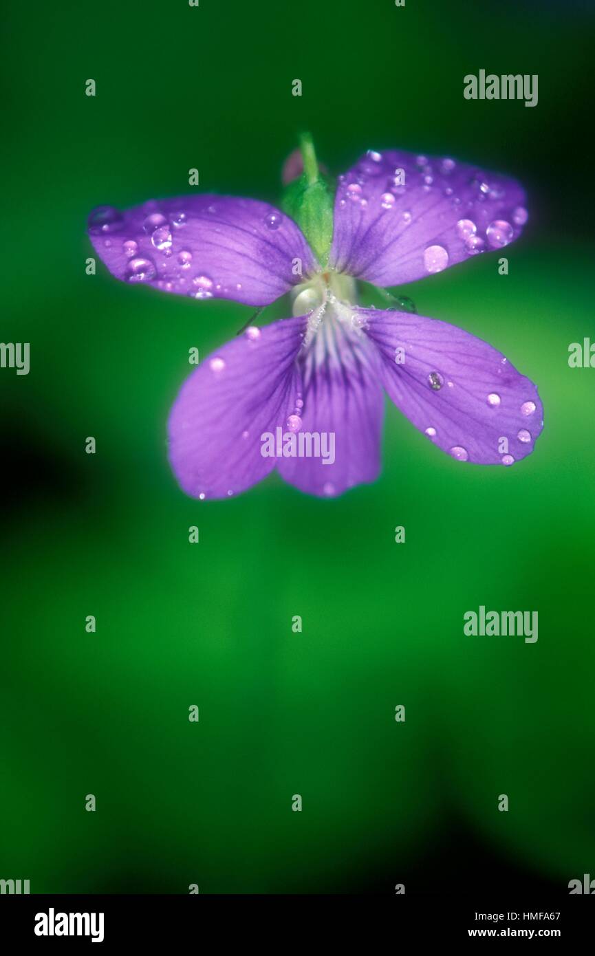 Viola Cucullata High Resolution Stock Photography and Images - Alamy