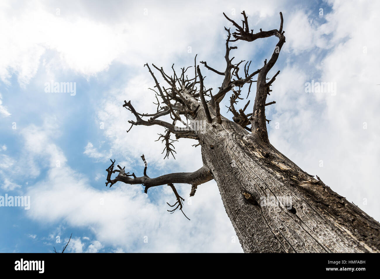 Bottom view on dead tree against blue cloudy sky Stock Photo - Alamy