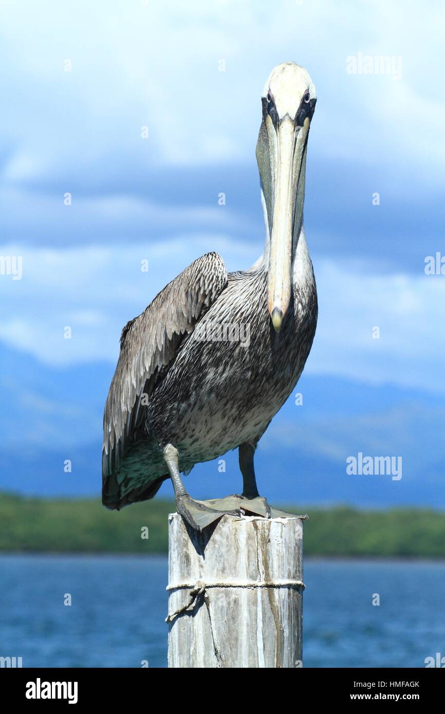 Río pelícano hi-res stock photography and images - Alamy