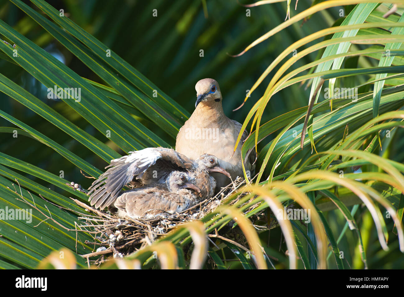 white wing dove nest with young chicks on palm tree Stock Photo - Alamy