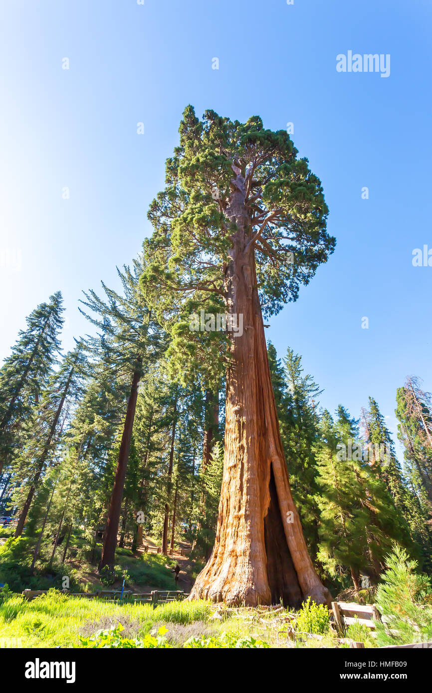 Giant Sequoia redwood trees with blue sky in Sequoia National Park ...