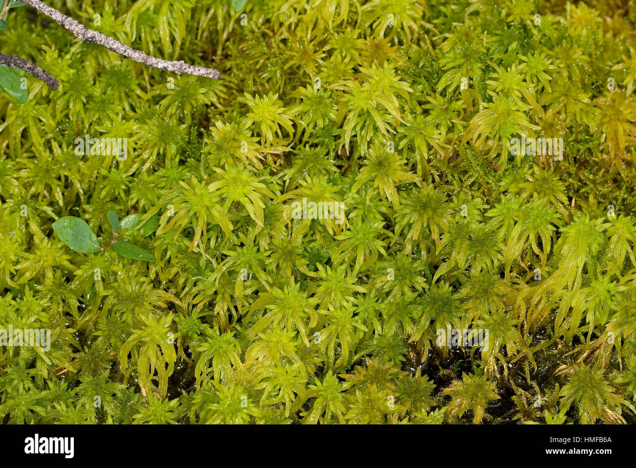 Torfmoos sphagnum hi-res stock photography and images - Alamy