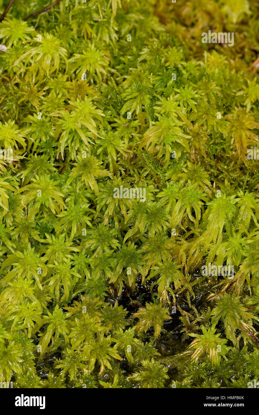 Torfmoos sphagnum spec High Resolution Stock Photography and Images - Alamy
