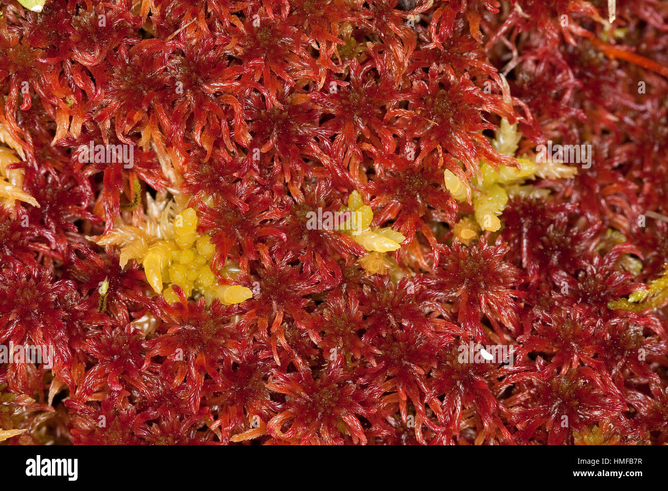 Torfmoos sphagnum spec High Resolution Stock Photography and Images - Alamy