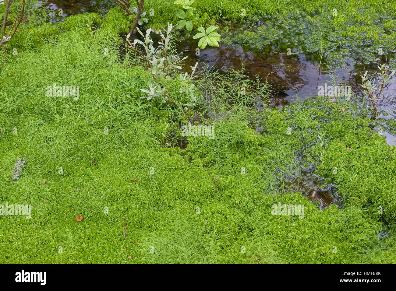 Torfmoos sphagnum spec hi-res stock photography and images - Alamy