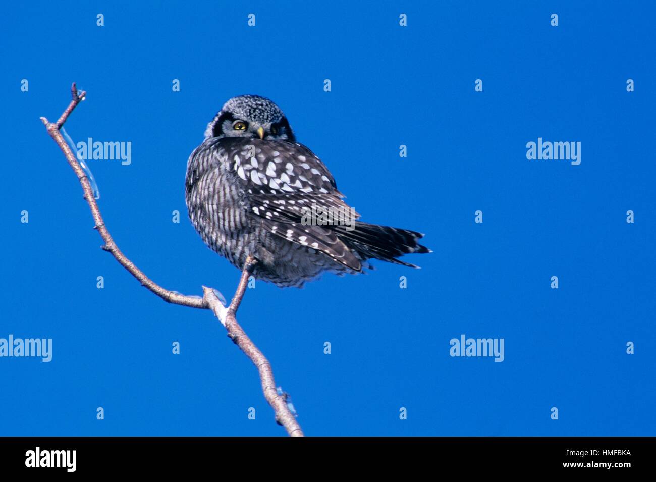 Uvula hi-res stock photography and images - Alamy