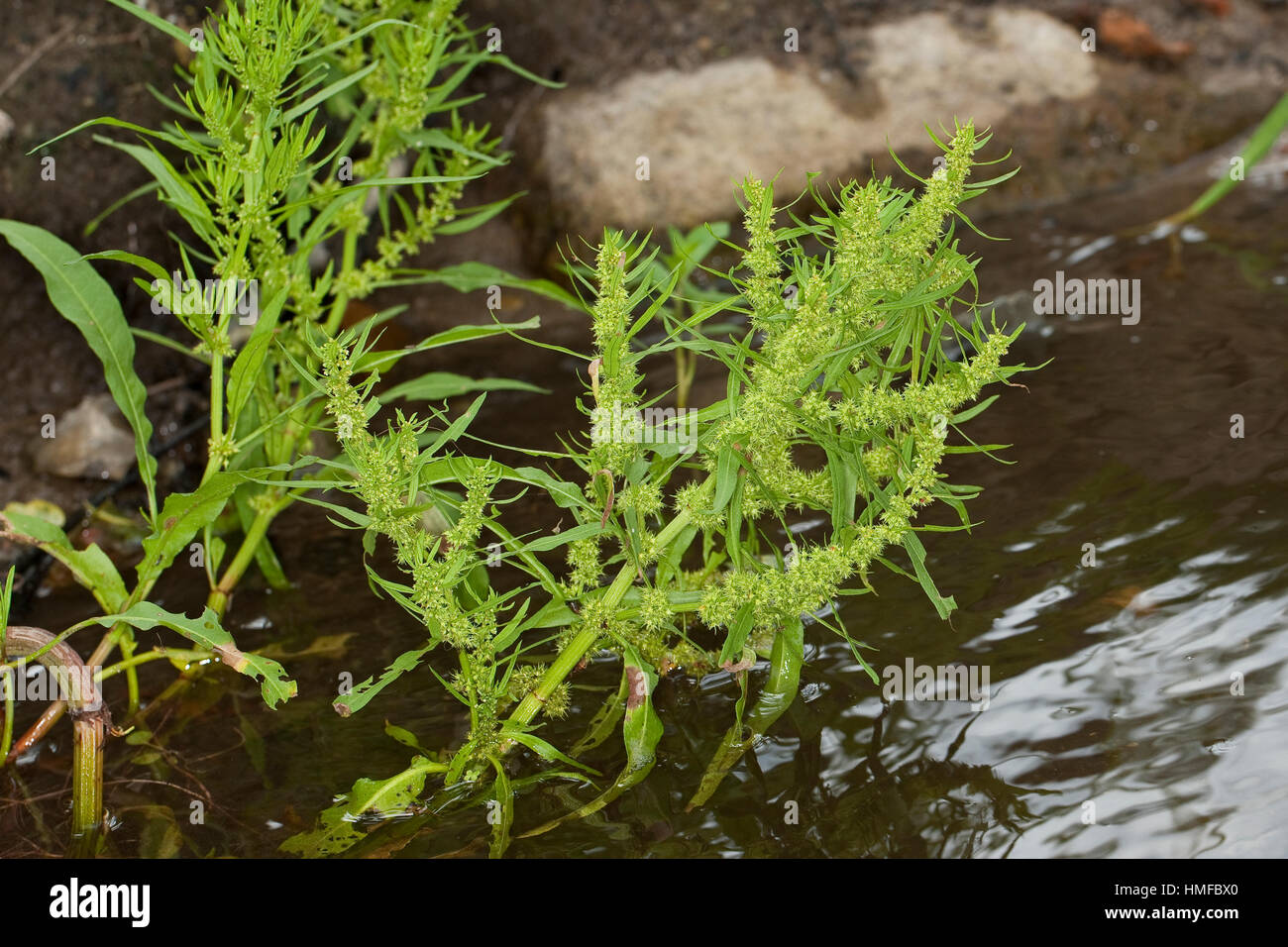 Ufer ampfer hi-res stock photography and images - Alamy