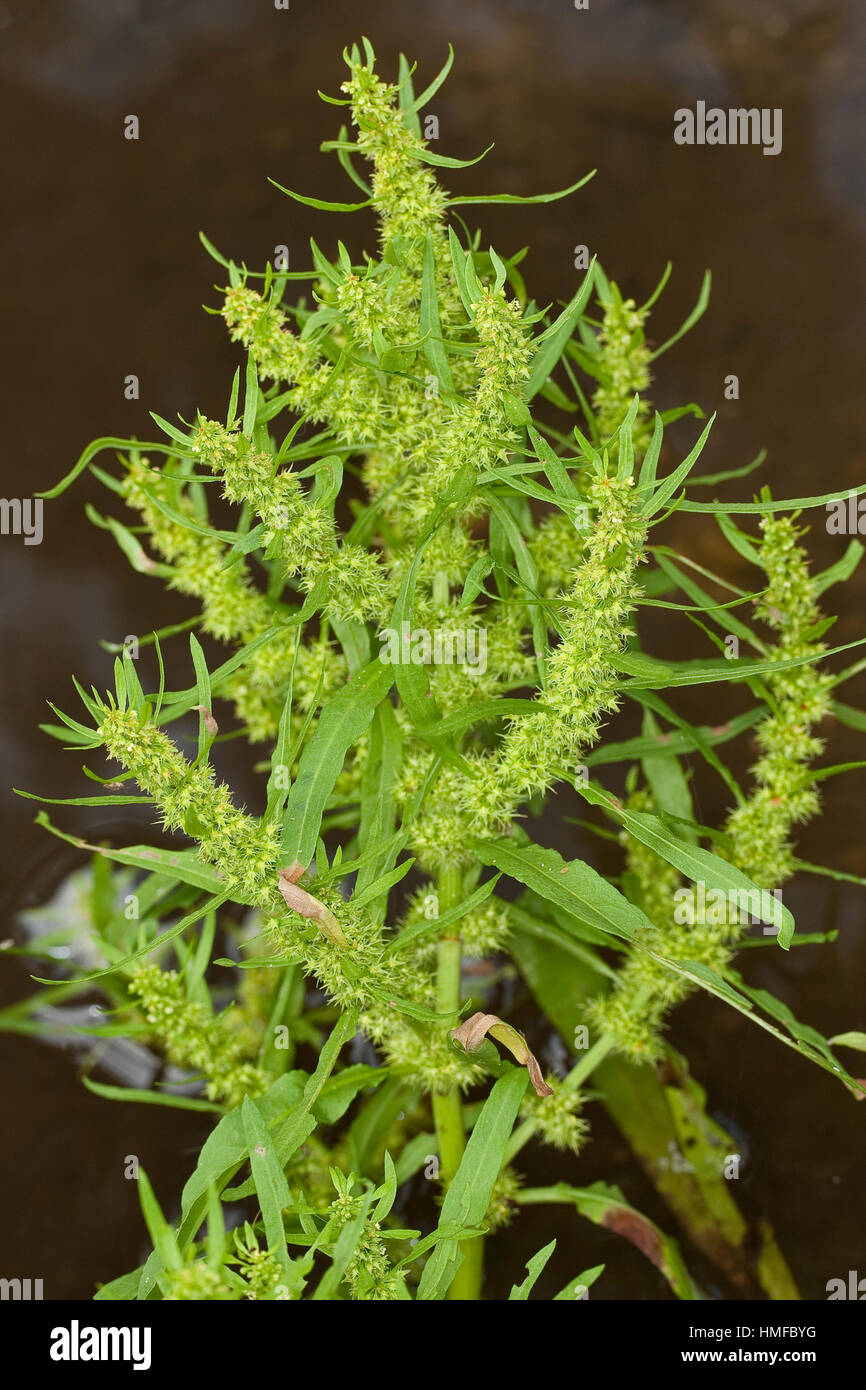 Ufer-Ampfer, Strand-Ampfer, Uferampfer, Strandampfer, Ampfer, Rumex ...