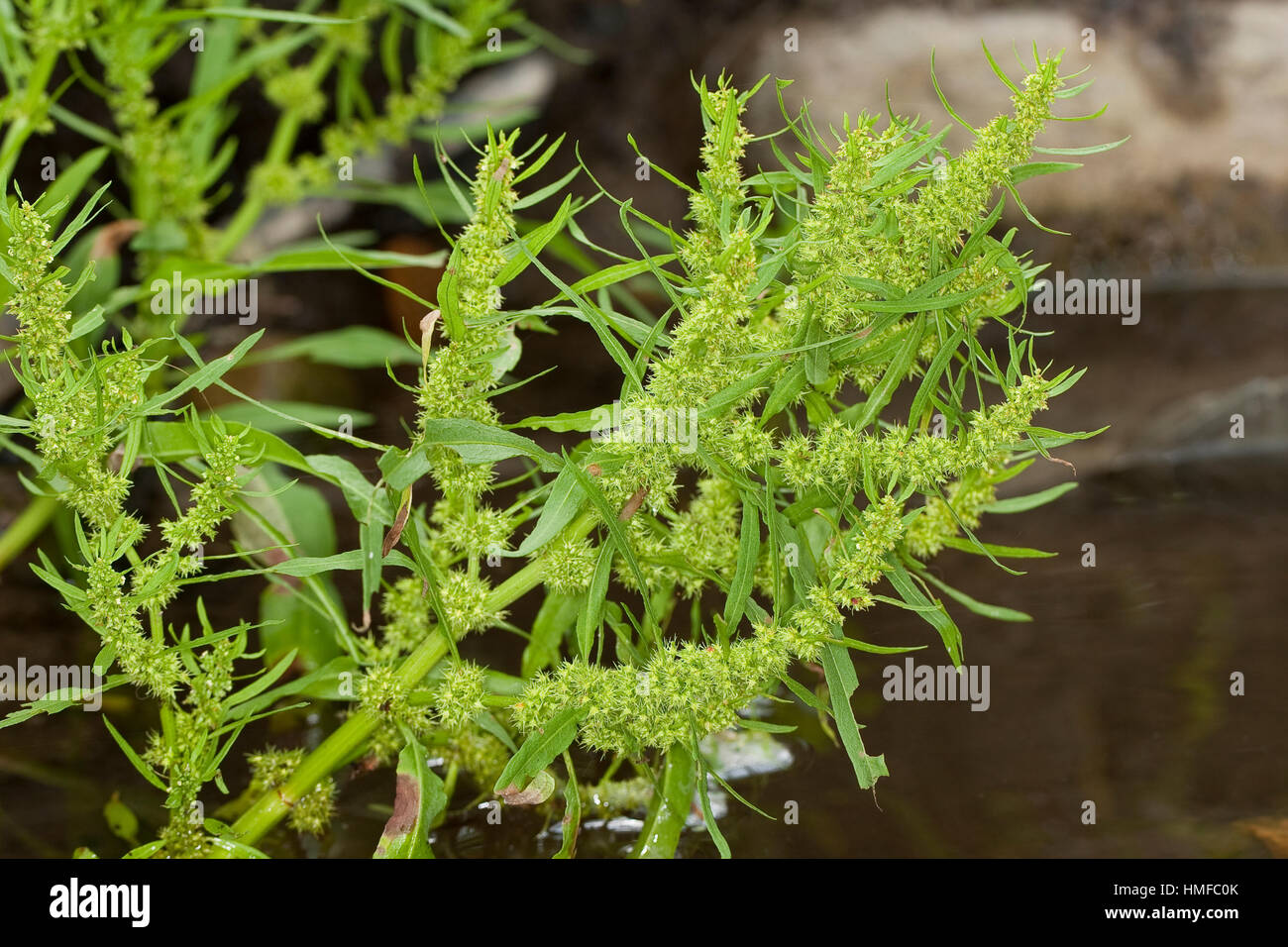 Ufer-Ampfer, Strand-Ampfer, Uferampfer, Strandampfer, Ampfer, Rumex ...
