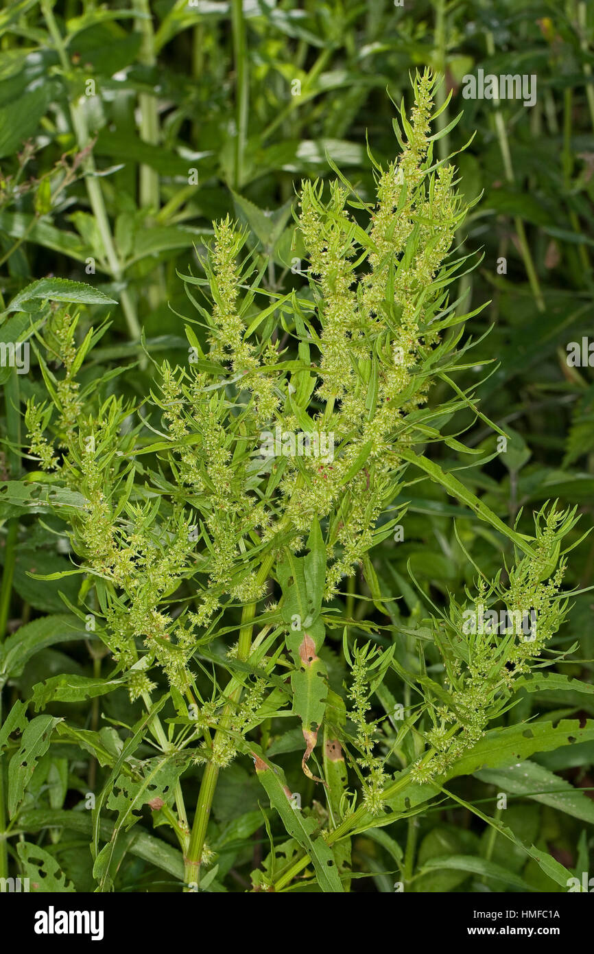 Ufer-Ampfer, Strand-Ampfer, Uferampfer, Strandampfer, Ampfer, Rumex ...