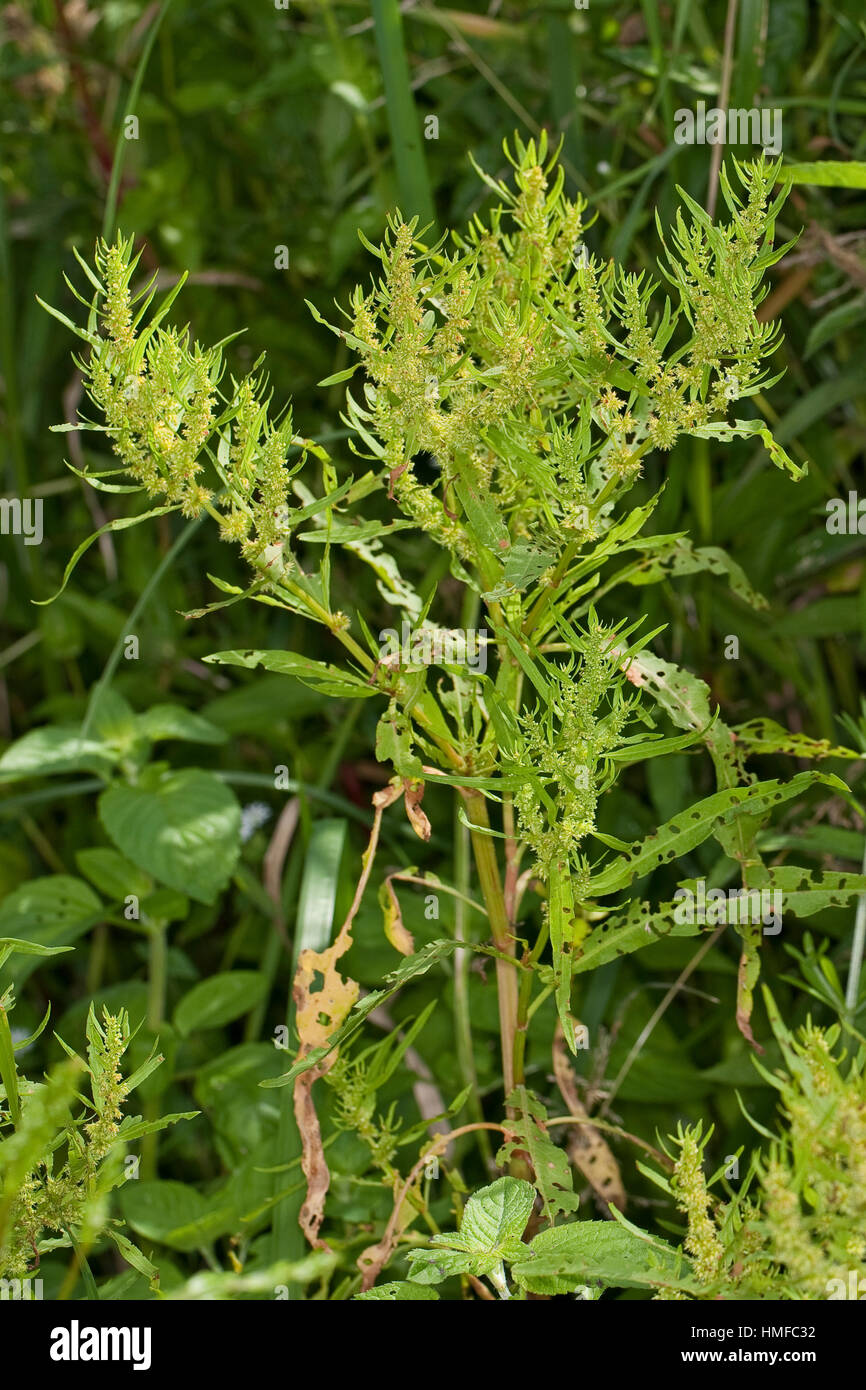 Ufer-Ampfer, Strand-Ampfer, Uferampfer, Strandampfer, Ampfer, Rumex ...