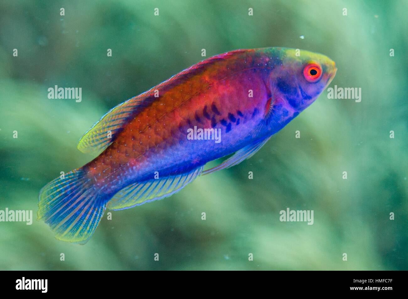 Fairy Wrasse High Resolution Stock Photography and Images - Alamy