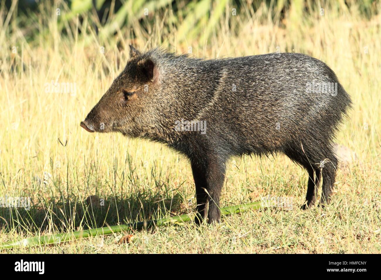 Parque nacional de palo hi-res stock photography and images - Alamy