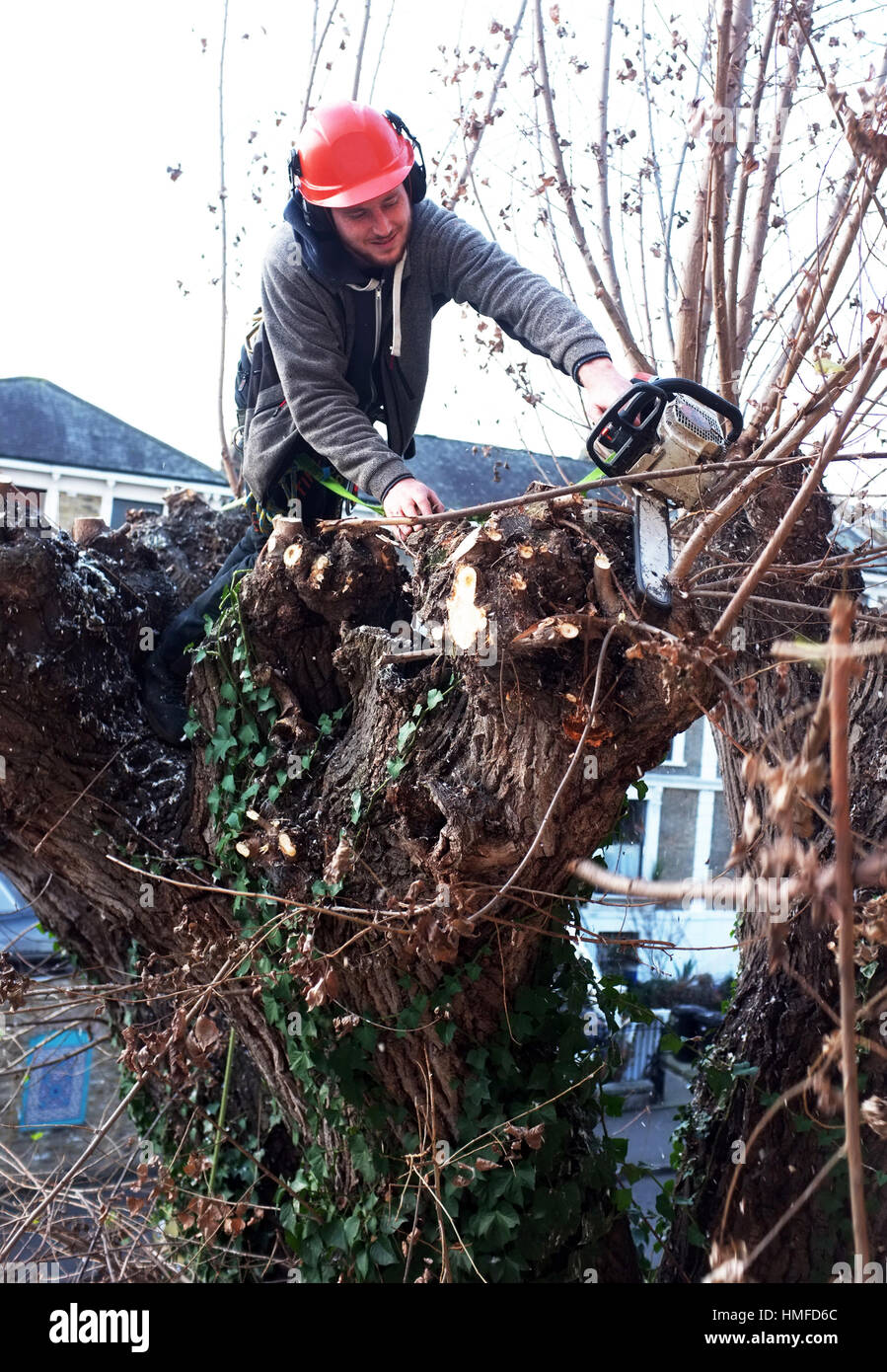 Worker cuts tree branches with chainsaw on top of a tree in London ...