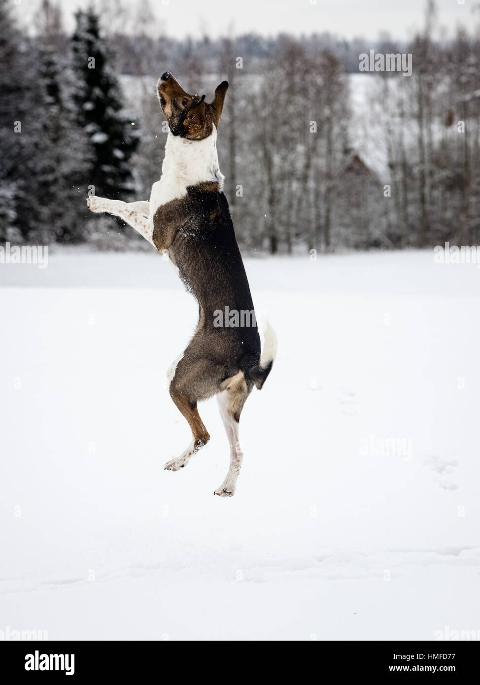 happy dog is playing in the winter snow. catching snowballs Stock Photo ...