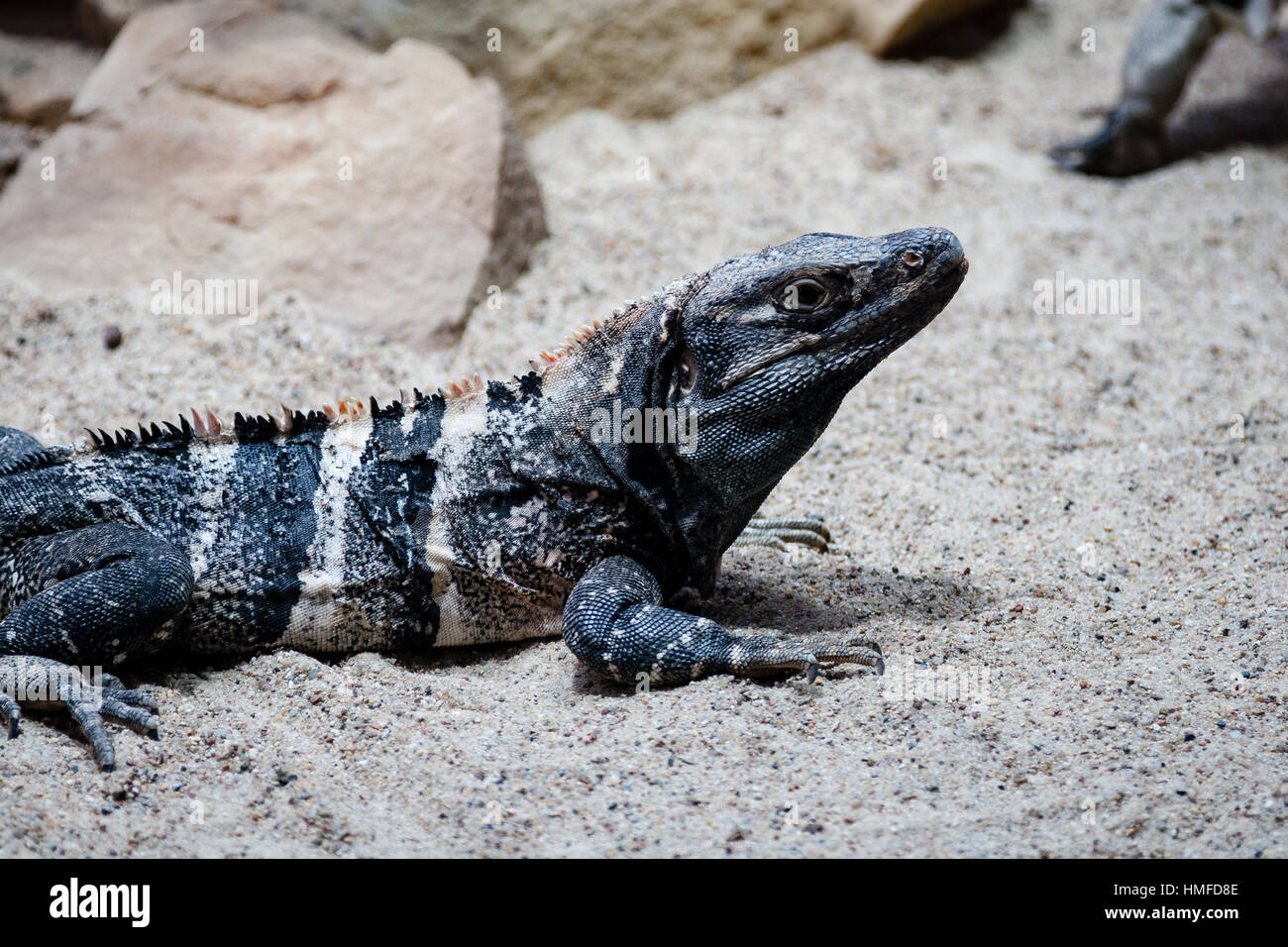 close up shot of lizzard in the field Stock Photo - Alamy