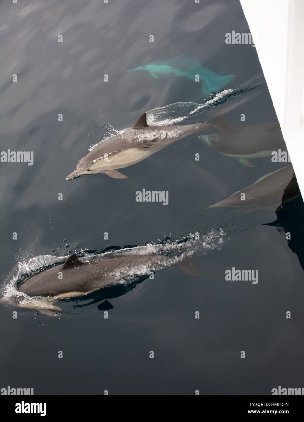 Common Dolphins bow riding below and above the surface Stock Photo - Alamy