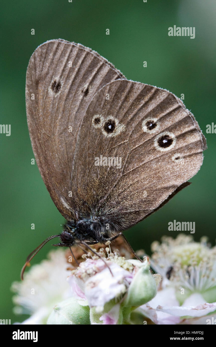 Ringlet butterfly (Aphantopus hyperantus) on bramble blossom Stock ...